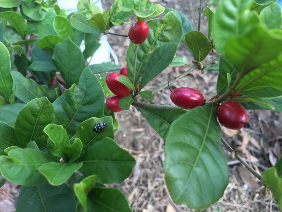 inicio - Fruta Milagrosa Colombia
